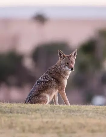 Ungawasusa Kanjani Ama-coyotes Ngaphambi kokuthi Uqale