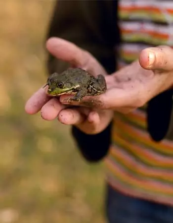 Kuinka päästä eroon sammakoista ennen kuin aloitat