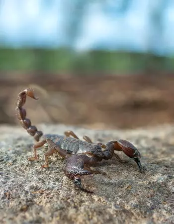 Как избавиться от скорпионов, прежде чем начать