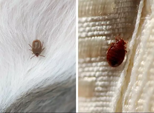 tick vs bed bug
