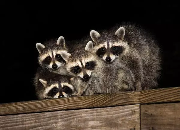 Mga raccoon