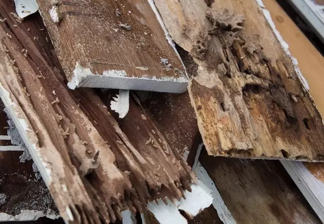 लकड़ी को नष्ट करने वाले कीड़े - दीमक की क्षति