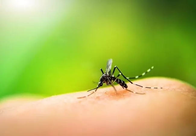Domáci repelent proti komárom