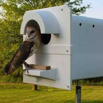 Barn Owls para Kontrolin ang Rodents - Nesting Box