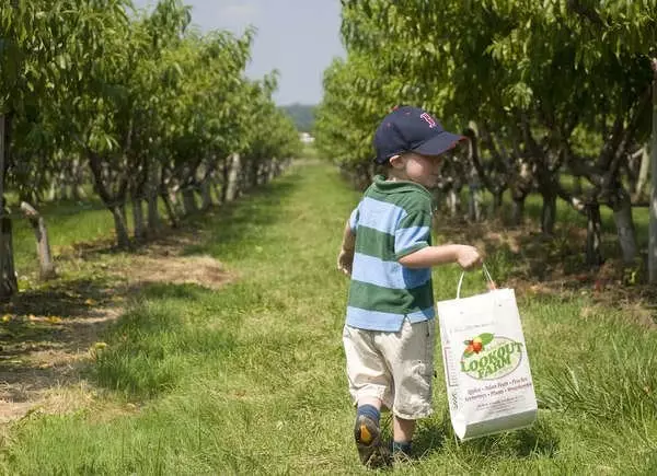 Belkin Lookout Family Farm U-Pick Fruit រដ្ឋ Massachusetts