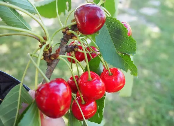 Cherry Lane Orchards U-Pick Fruit Visconsin