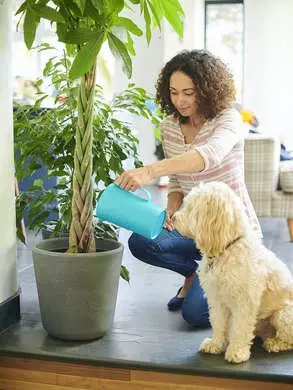 猫や犬に有毒な植物