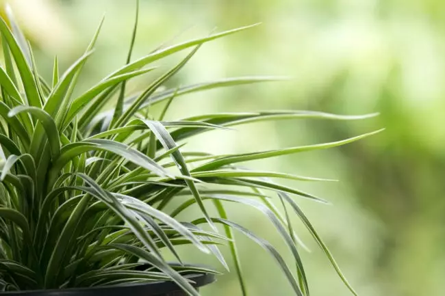 ပင့်ကူအပင်စောင့်ရှောက်မှု- လူကြိုက်များသော အိမ်အပင်ကို ထိန်းသိမ်းနည်း