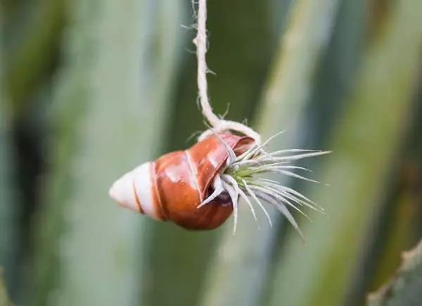 Warshada hawada ee qolofta snail