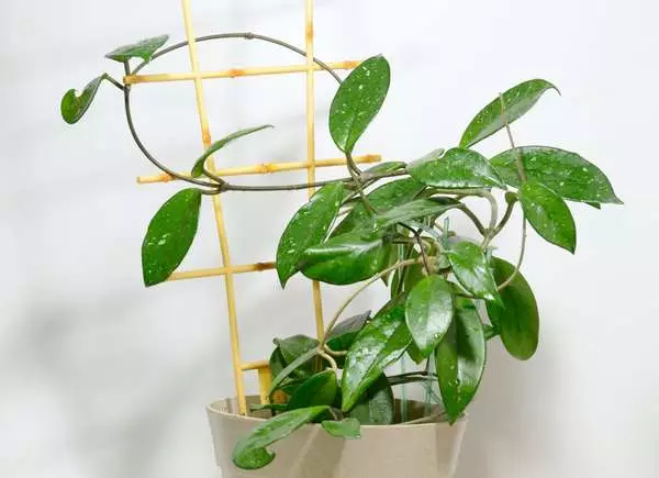 Rastlina Hoya