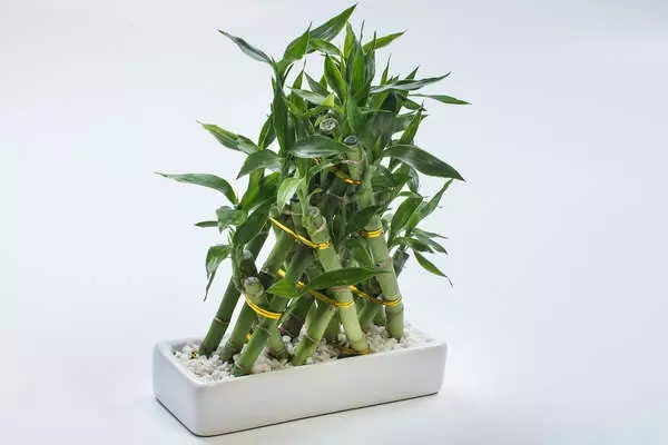 Bambuk Bitkisi