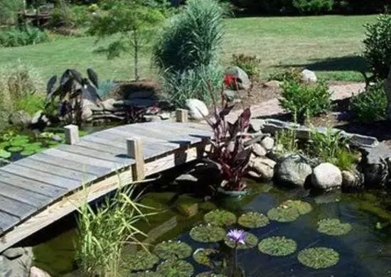 Езерце со воден крин