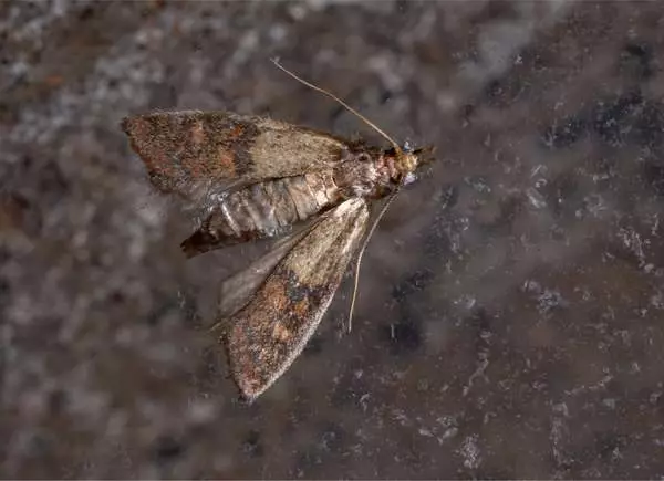 Indian Meal Moth pantry izinambuzane