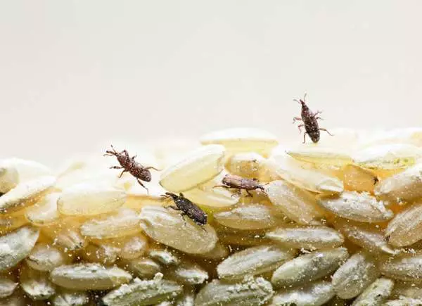 Weevil ris pantry skadedyr