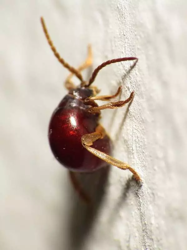 蜘蛛甲虫食品室害虫