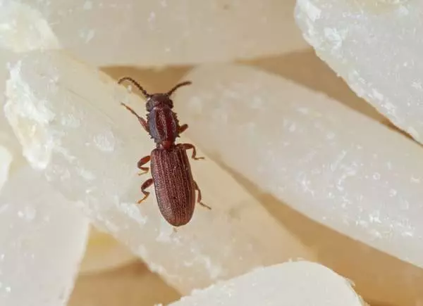Hama pantry Kumbang Gandum Sawtoothed