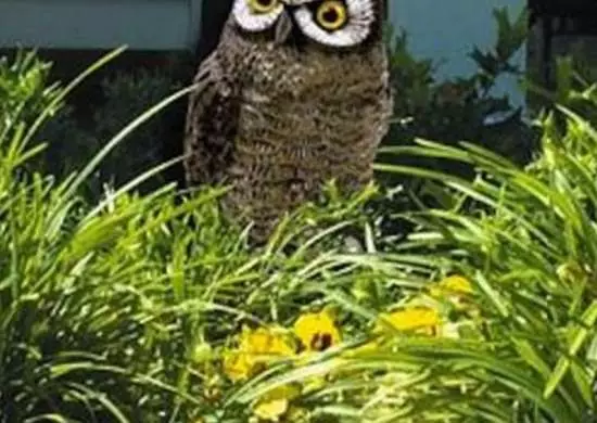 Vaj Owl