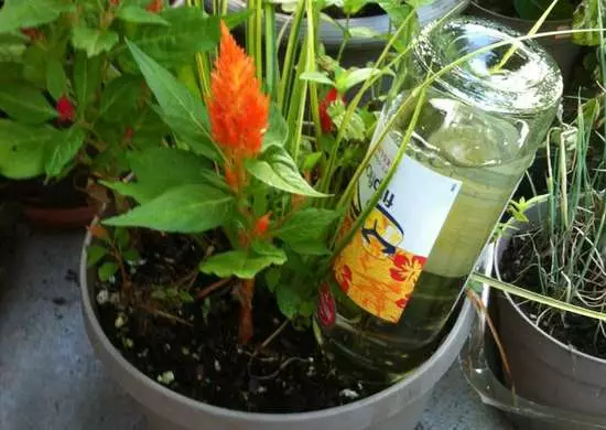Selbstbewässernde Pflanze zum Selbermachen mit Weinflasche