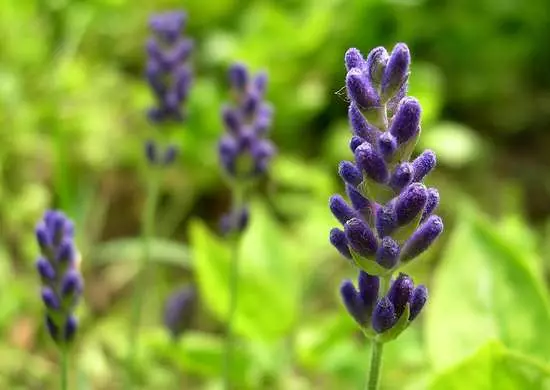 Wielt dréchent tolerant Planzen