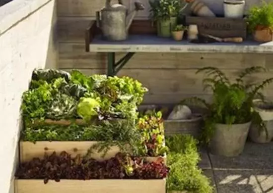 Rooftop Container Garden