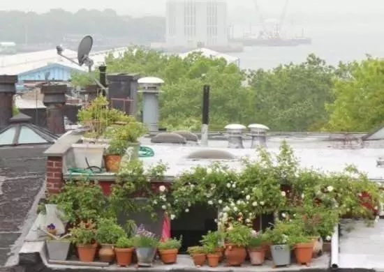 Urban Rooftop Garden