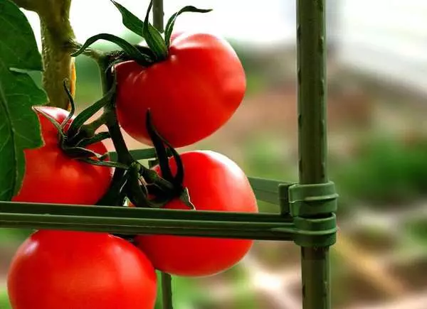 gàbies de tomàquets jardins elevats