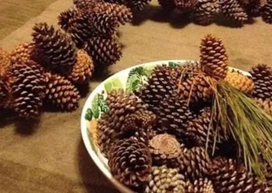 Pine Cone ပန်းကုံး