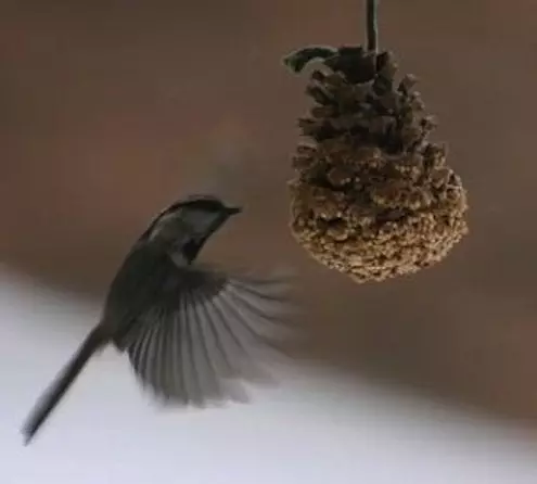Pine Cone DIY - Bird Feeder