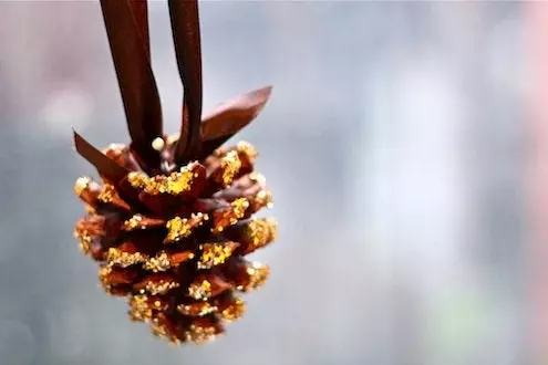 Ornáidí Pinecone DIY