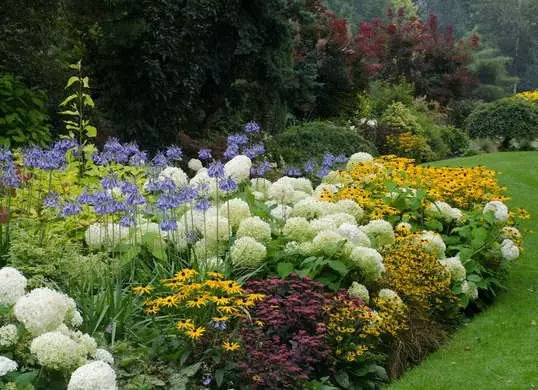 Plantas autóctonas