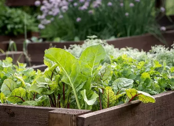 Vinnig groeiende groente vir jou tuin