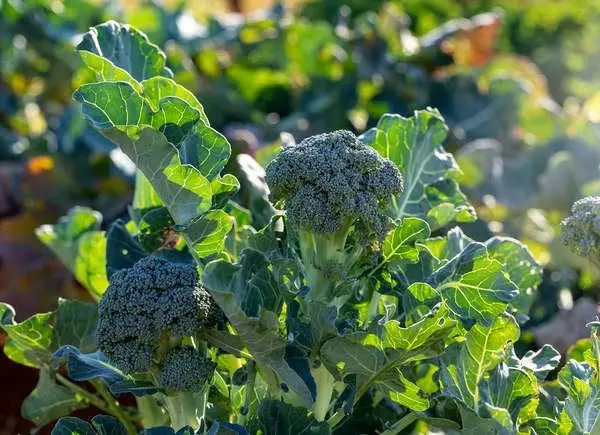 Hazkunde azkarreko barazkiak: brokolia