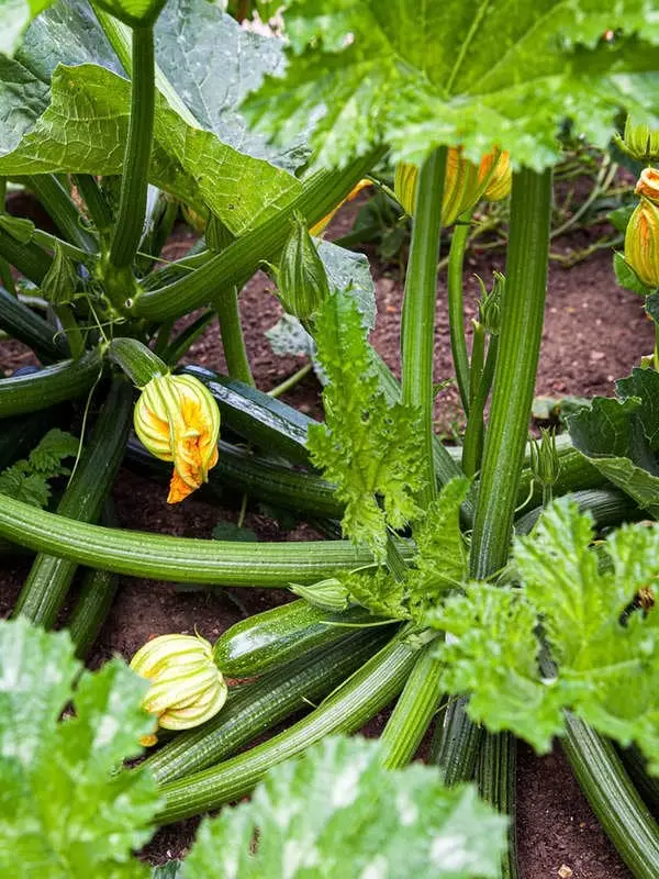 Légumes à croissance rapide : courge d'été