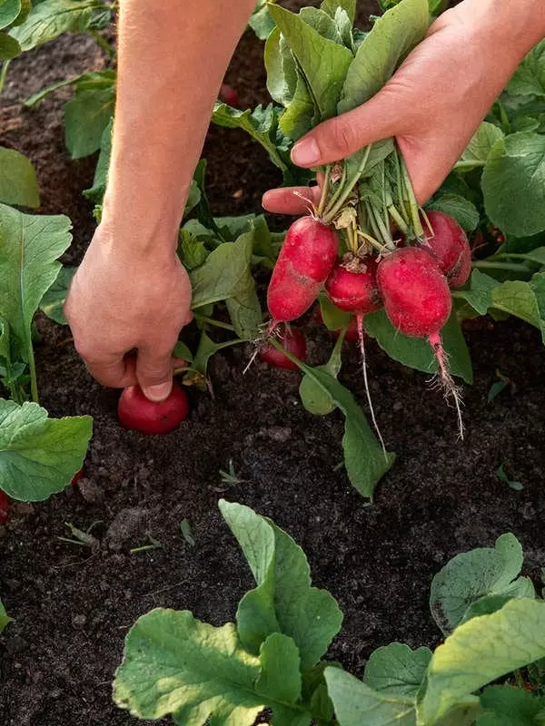 Légumes à croissance rapide : radis