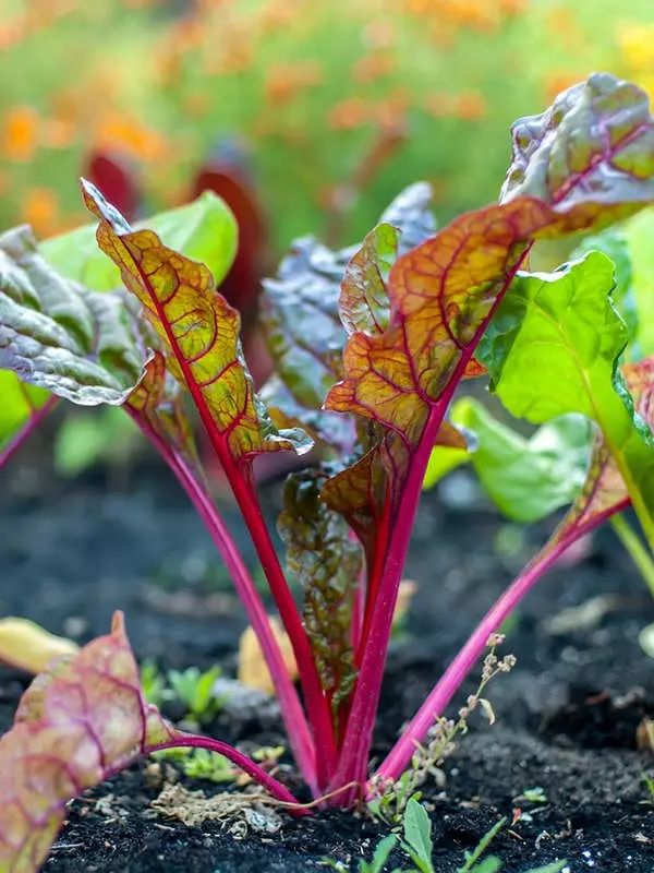 Warzywa szybko rosnące: buraki