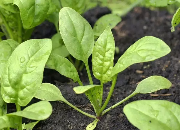 Légumes à croissance rapide : épinards