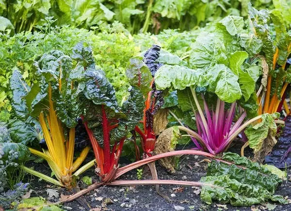 Légumes à croissance rapide : bette à carde