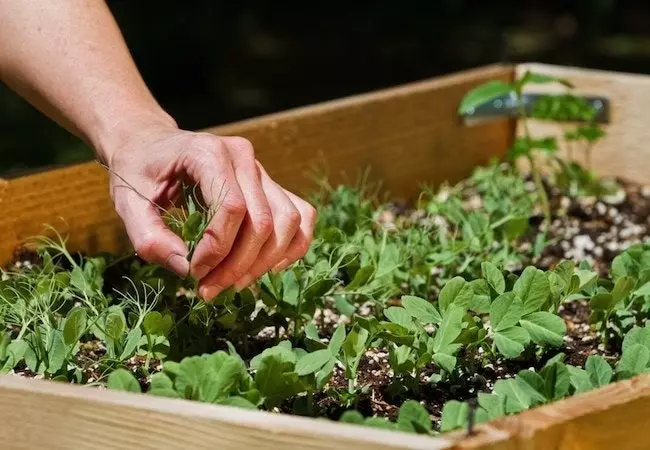 Cómo construir una cama de jardín elevada