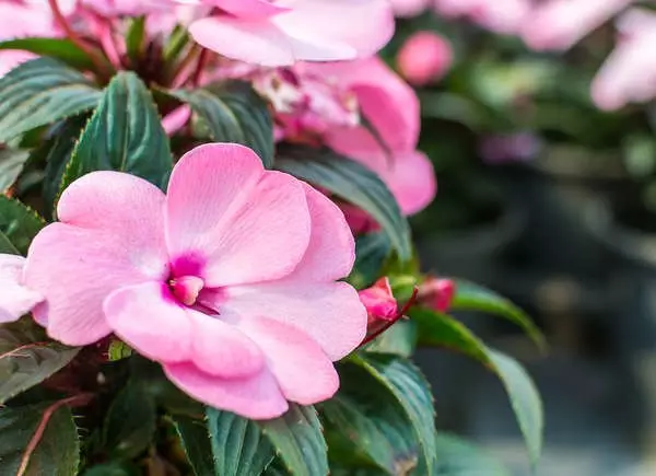 New Guinea Impatiens