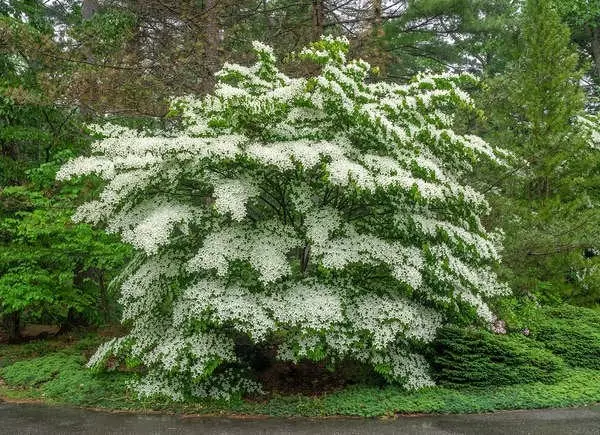 White Dogwood