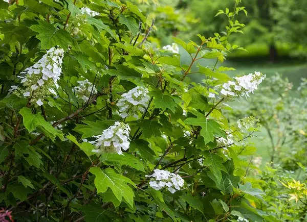 橡树叶绣球花