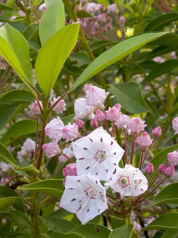 laurel de montaña