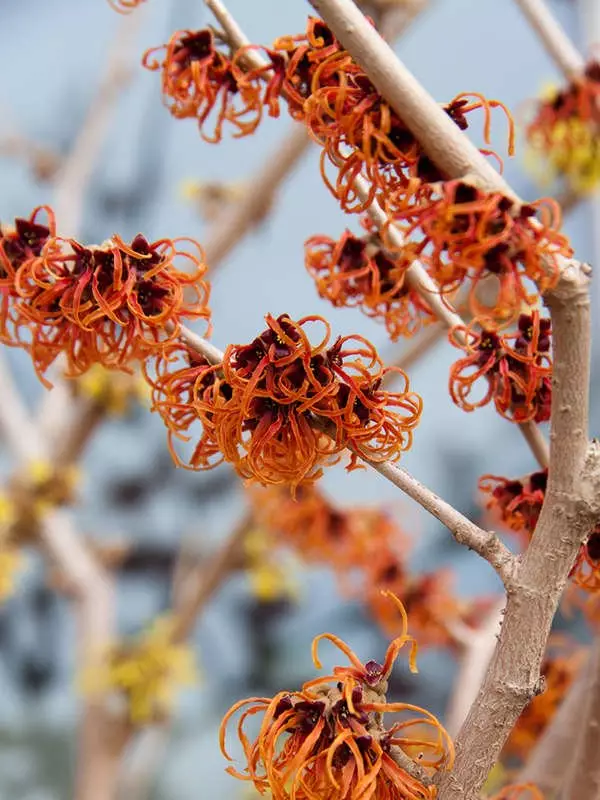 Jelena Witch Hazel