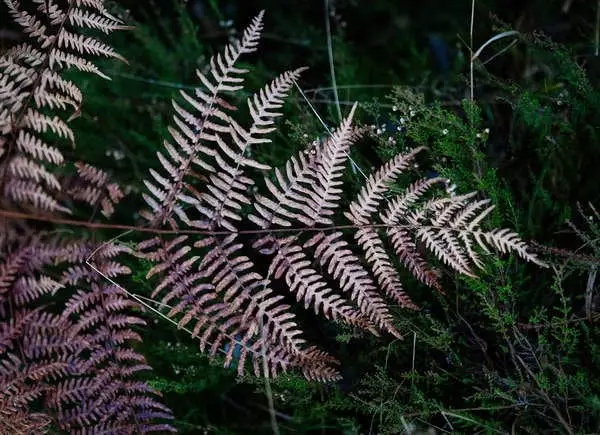 Autumn Fern