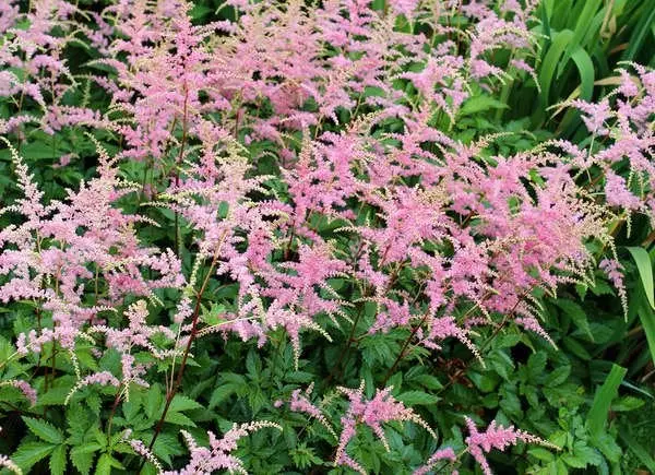 Nadrenia Astilbe