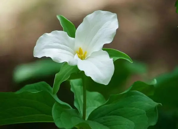 Valge trillium