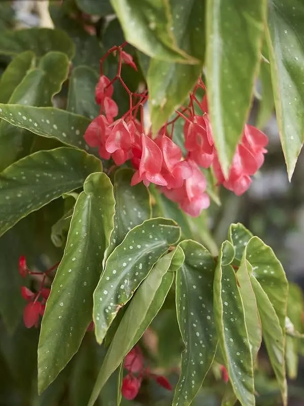 Begonia ala de ángel