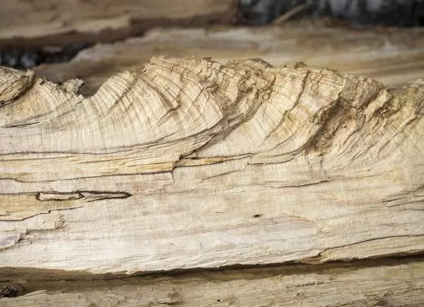 لکڑی کے سخت میپل کی اقسام