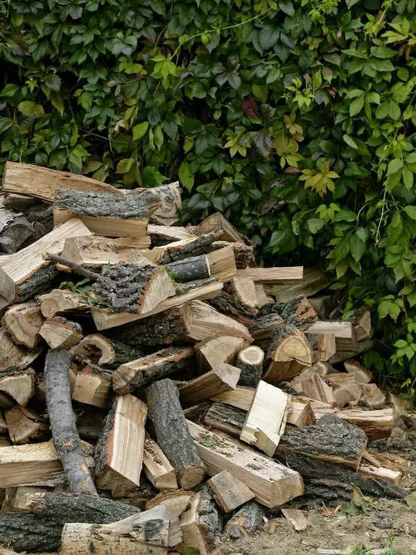 tipuri de lemn de foc stejar
