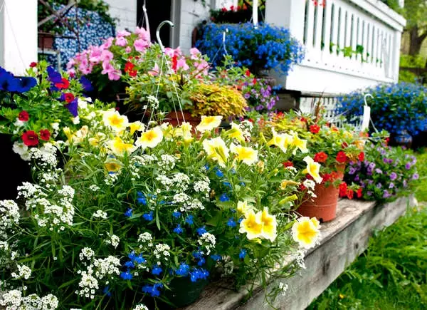 Saisonale Pflanzen können den Wert des Hauses beeinträchtigen